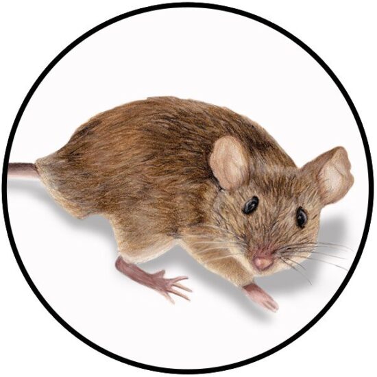 Do You Have Mice or Urban Mice? | Rainbow Pest Experts