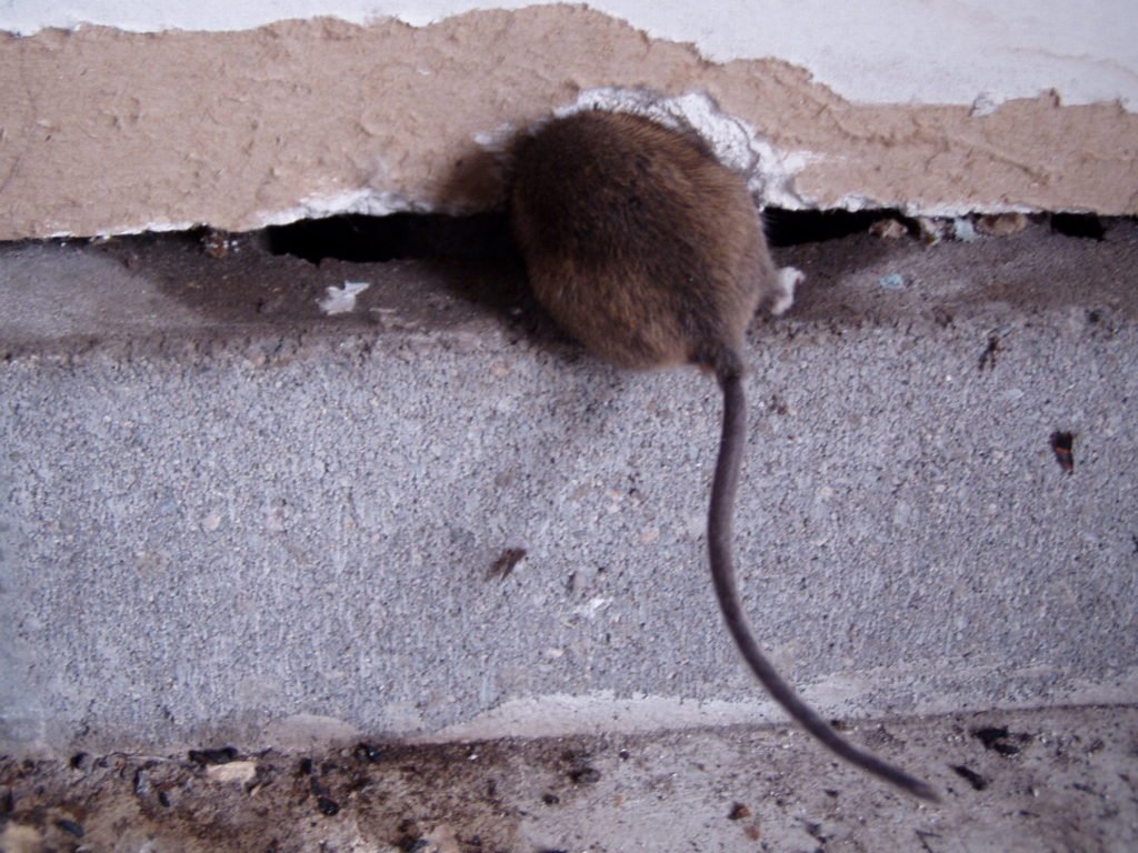 Fall & Winter Pest Prevention Tips in Minnesota | Rainbow Pest Experts