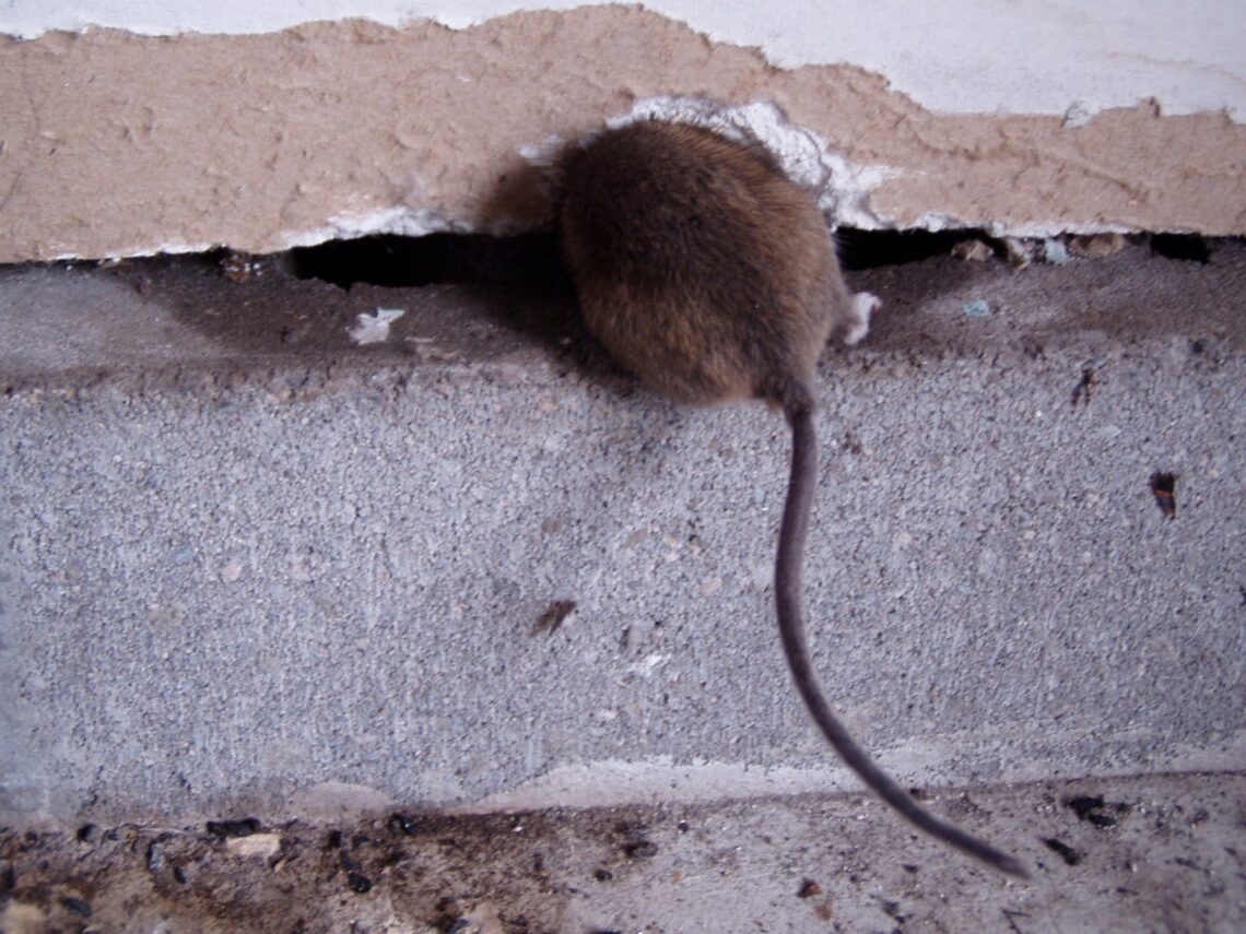 Pest Control & Prevention Services in Minneapolis | Rainbow