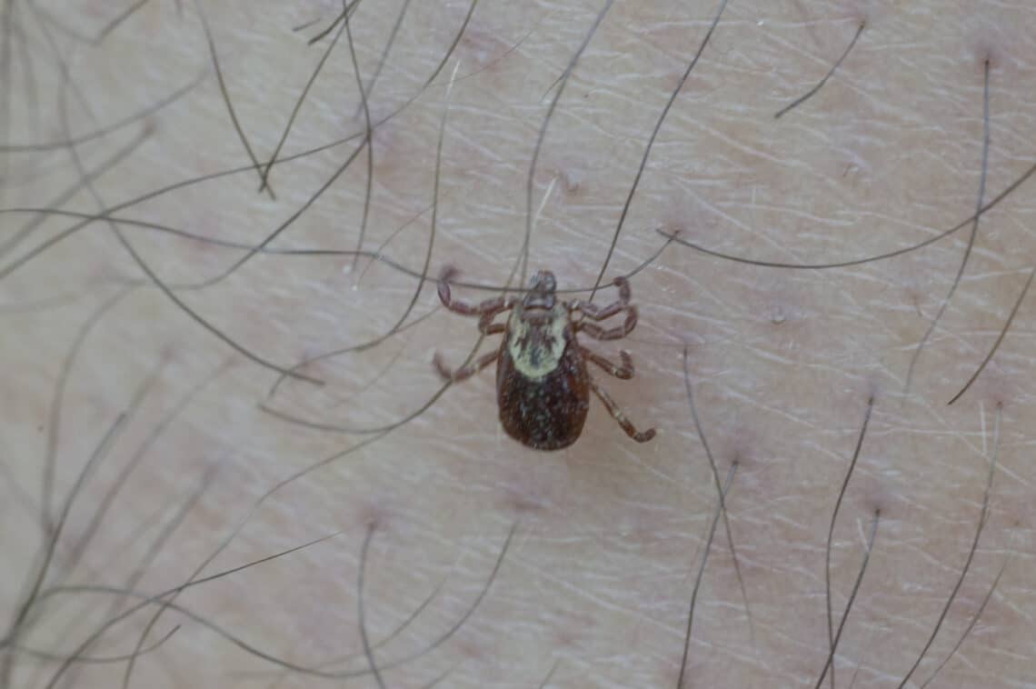 Pest Control & Prevention Services in Minneapolis | Rainbow