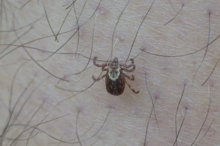 Pest Control & Prevention Services in Minneapolis | Rainbow
