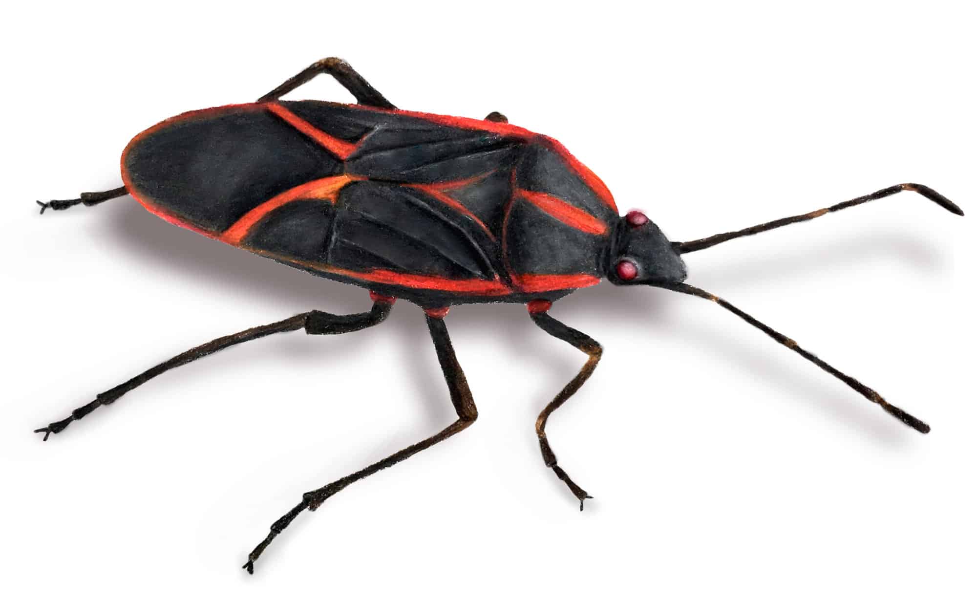 Boxelder Bug & Lady Beetle Treatment in Minneapolis | Rainbow