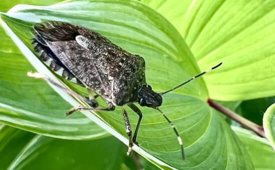 Pest Control & Prevention Services in Minneapolis | Rainbow
