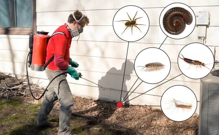 Spring Pest Control Tips for Minneapolis Homeowners | Rainbow