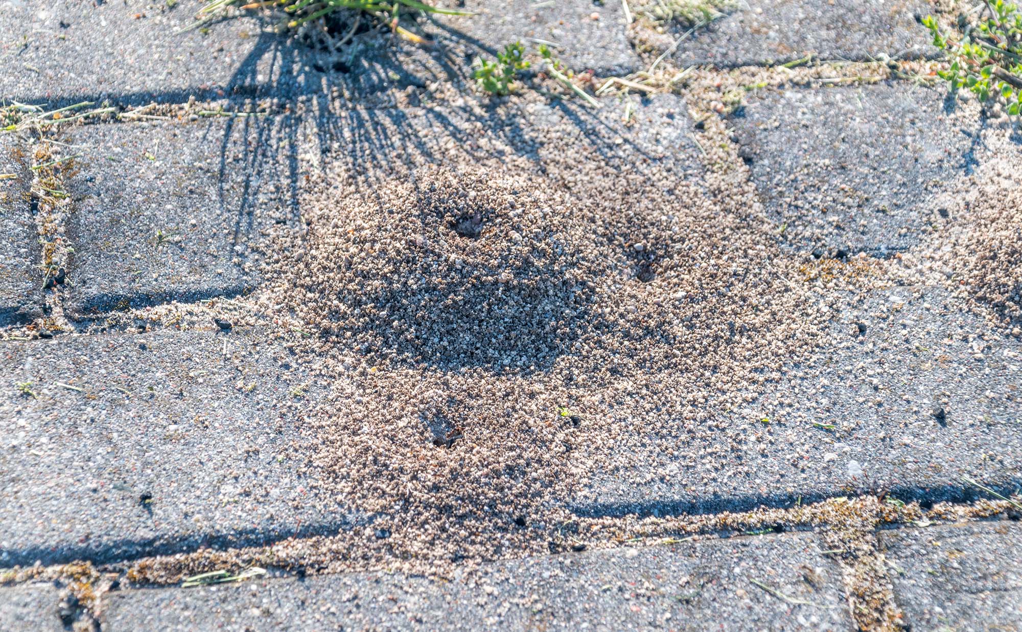 Identifying Common Ant Species in Minnesota | Rainbow Pest Experts