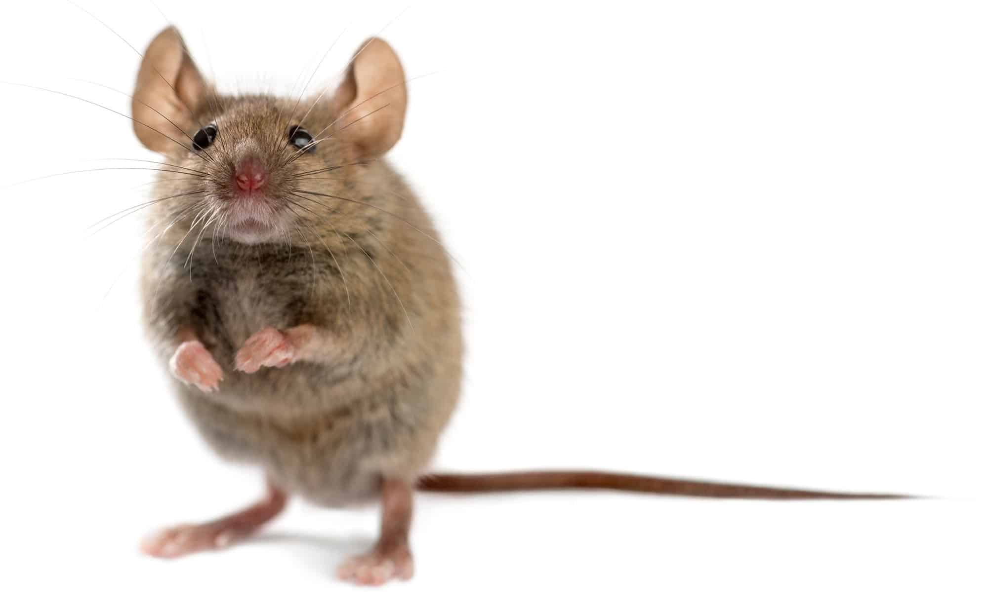 Save $50 on Mouse Control Services | Rainbow Pest Experts