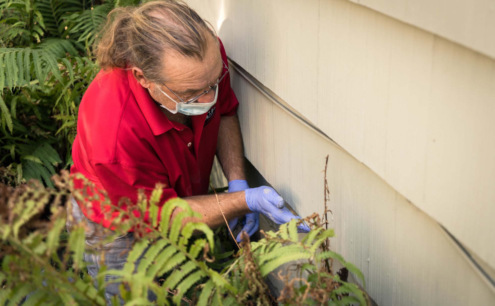How the Experts Approach Mouse Removal | Rainbow Pest Experts