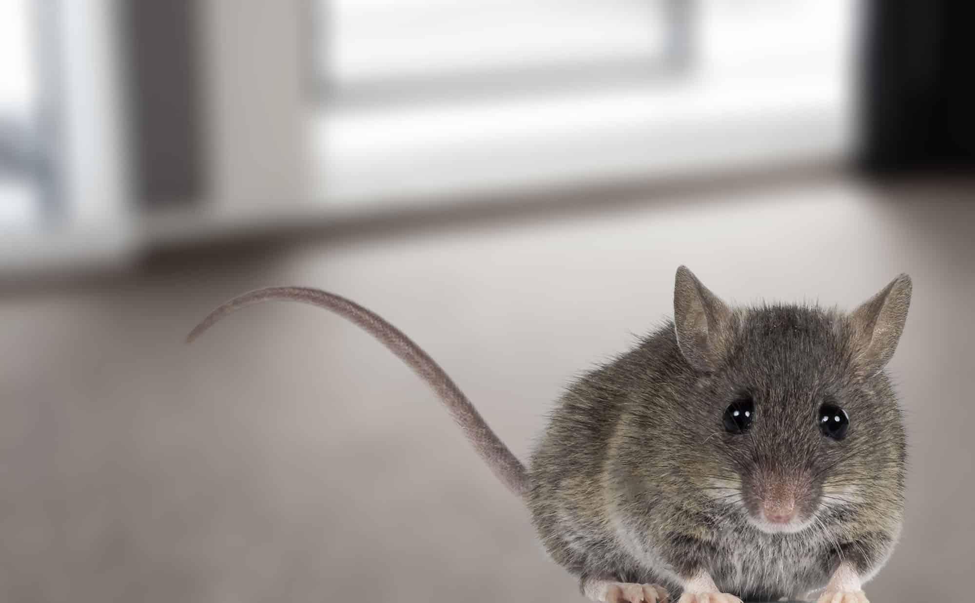 Mouse & Pest Control in Maple Grove | Rainbow Pest Experts