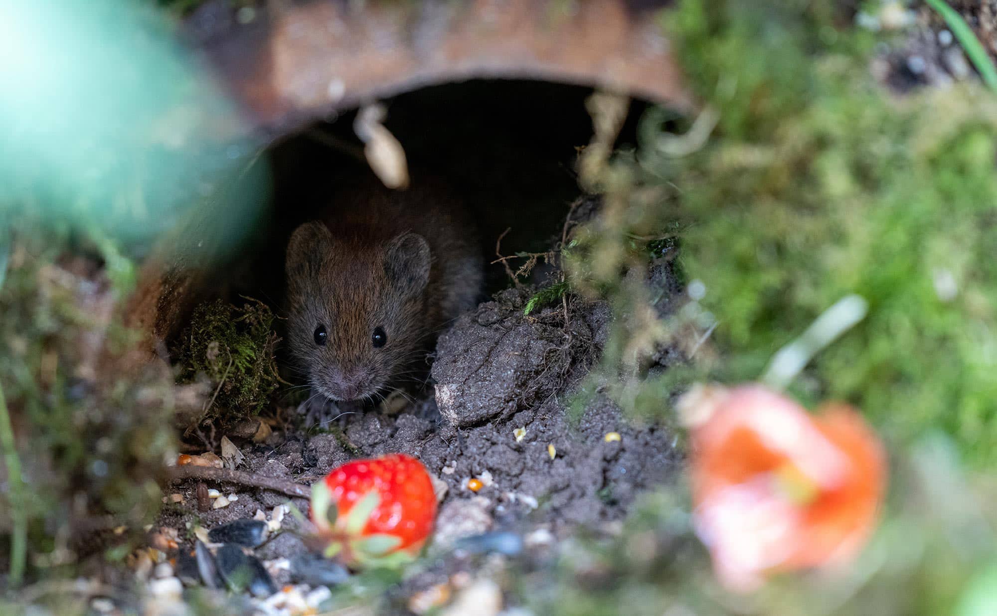 Why Are Voles in My Yard, and What Should I Do About It? | Rainbow Pest ...