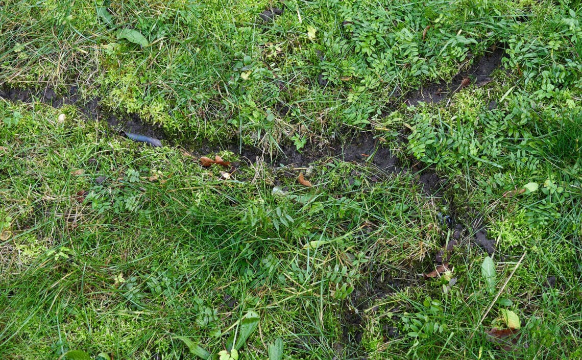 Why Are Voles in My Yard, and What Should I Do About It? | Rainbow Pest ...