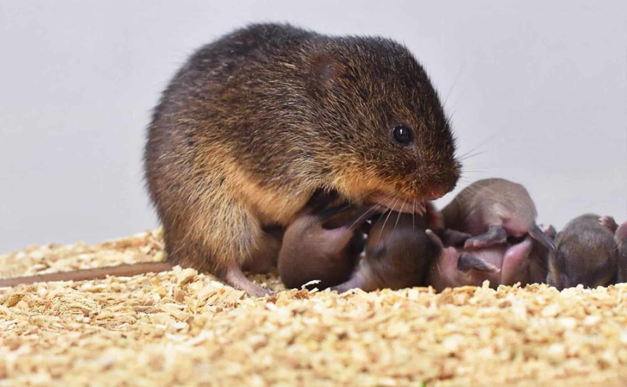 Why Are Voles in My Yard, and What Should I Do About It? | Rainbow Pest ...